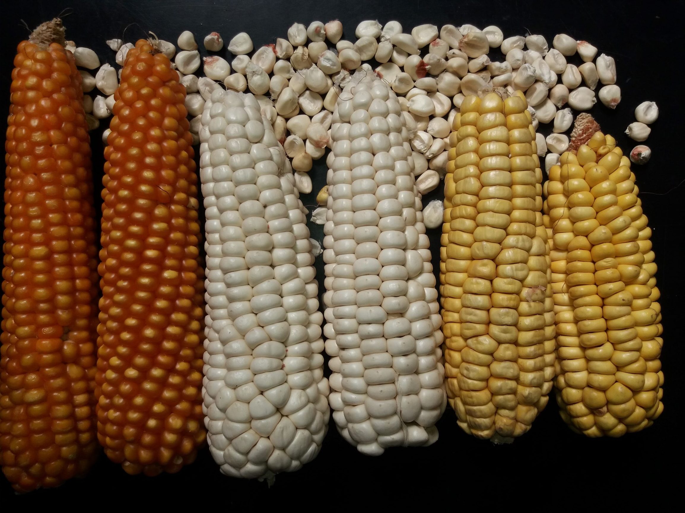 Poscosecha y calidad de grano en maíz – Red Latinoamericana de Maiceros