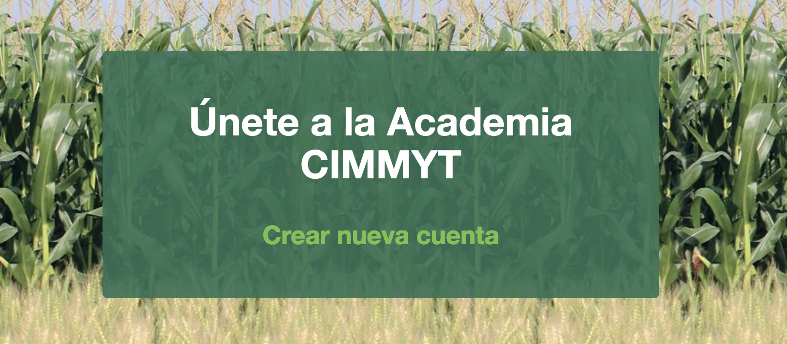 CIMMYT Academy se expande en Iberoamérica – Red Latinoamericana de Maiceros