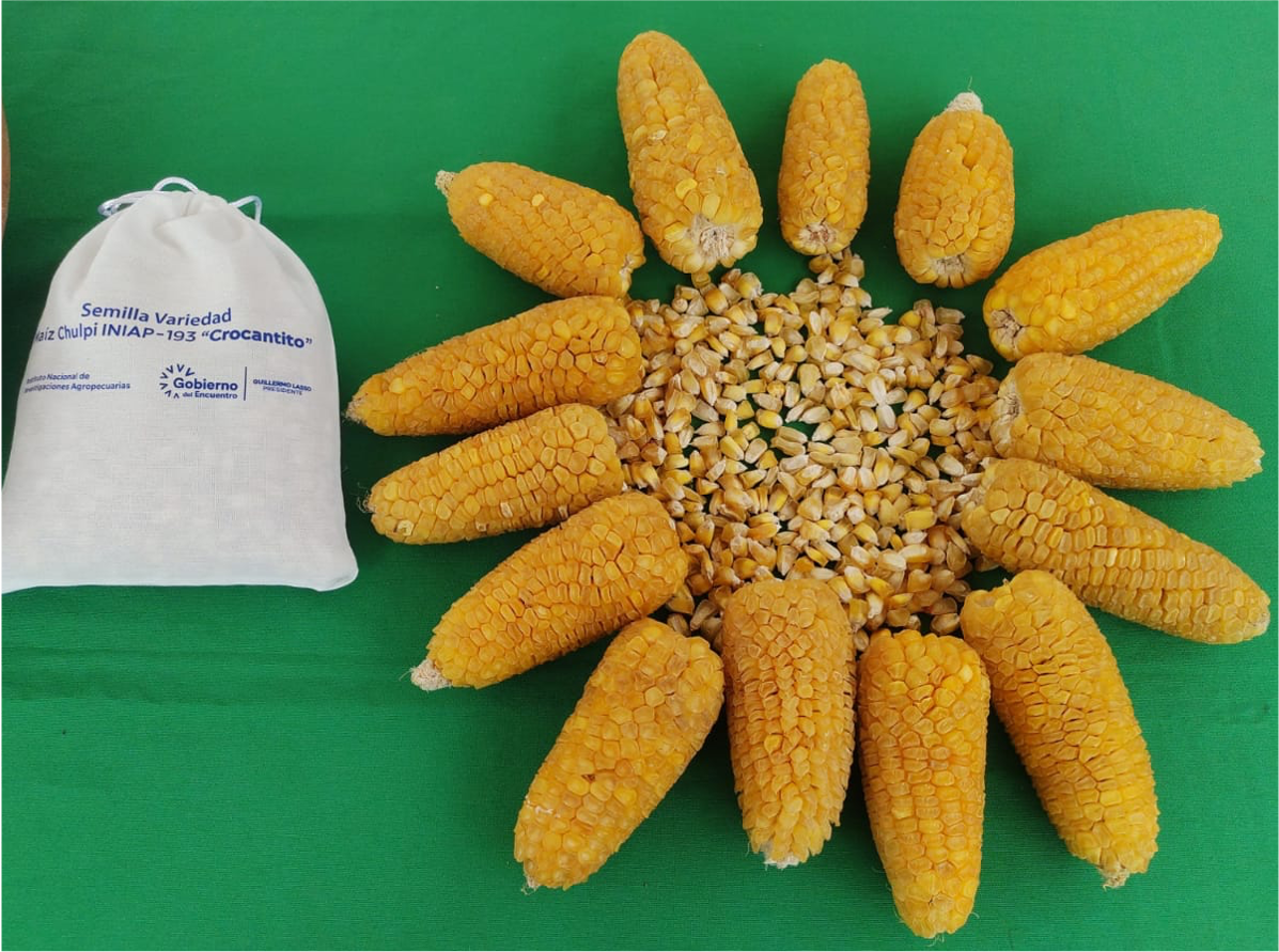 Nueva variedad de maíz andino con potencial agroindustrial y beneficio ...