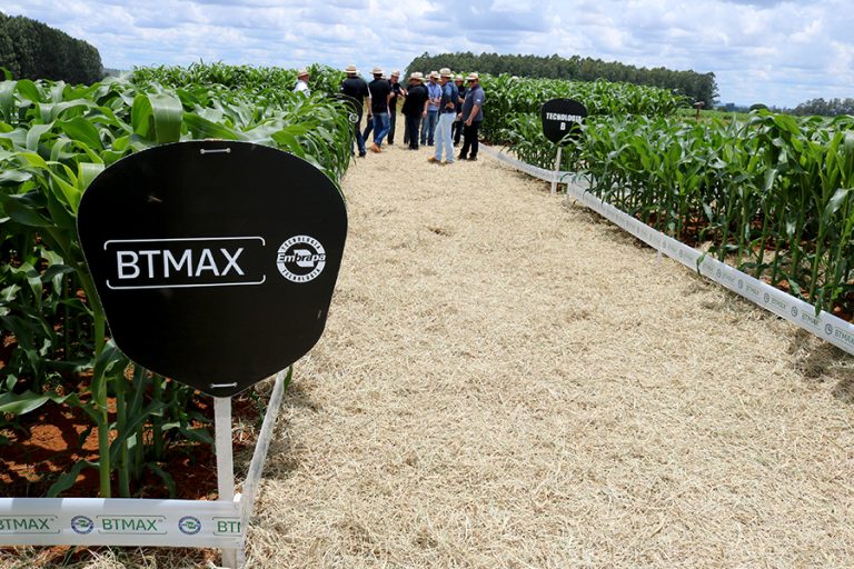 Embrapa y Helix desarrollan nuevo maíz BTMAX resistente a insectos ...